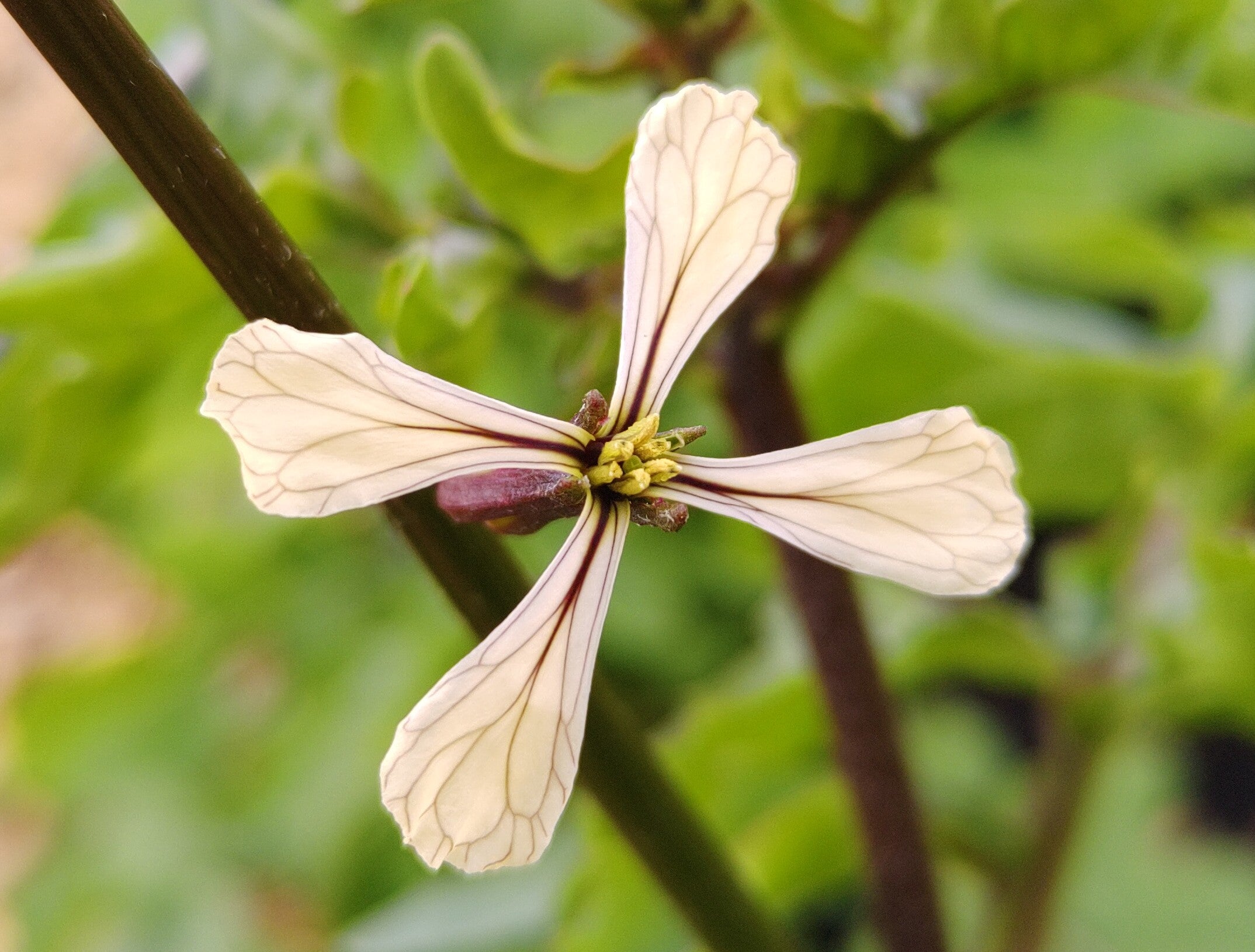 Open Pollinated Vegetable, Herb & Flower Seeds l Seeds of Scotland