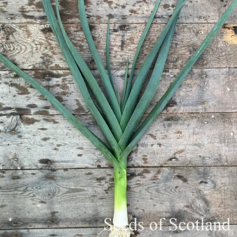 Musselburgh Leek Seeds l Leek Seeds l Seeds of Scotland