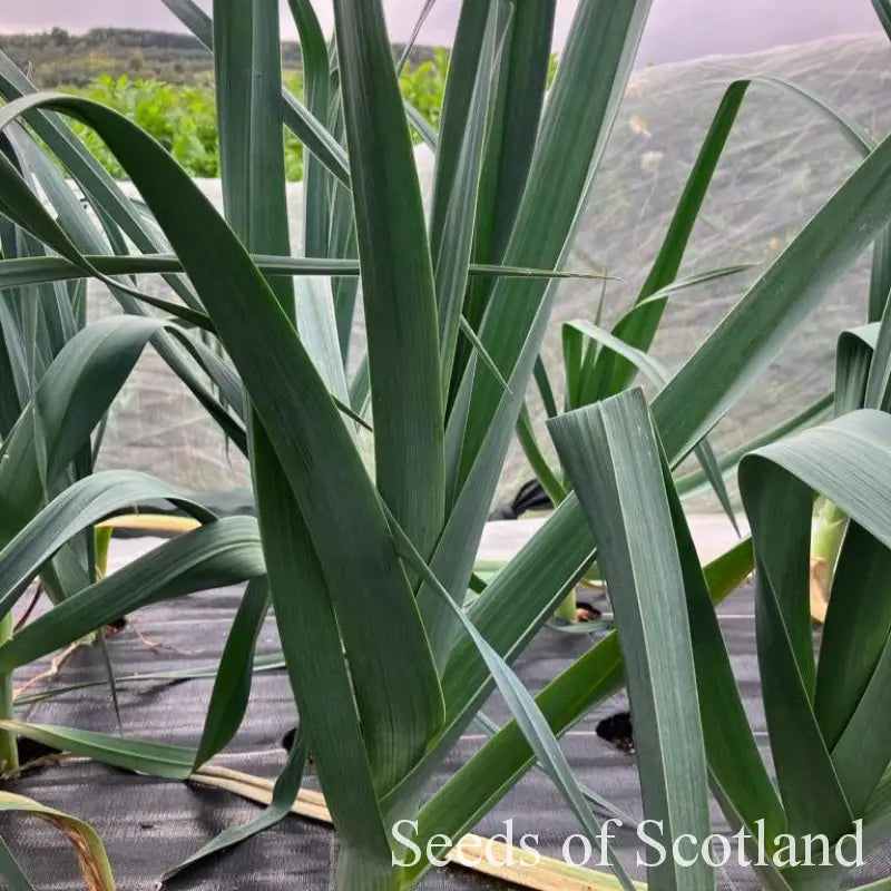 Musselburgh Leek Seeds l Leek Seeds l Seeds of Scotland
