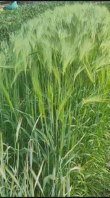 Bere Barley Seeds l Grain Seeds l Seeds of Scotland